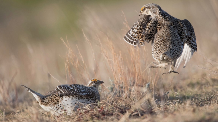 Sask Polytech graduate restores Sharp-Tailed Grouse habitat